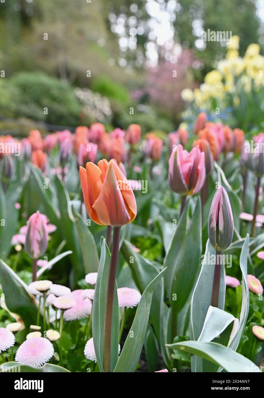 Spring flowers blooming in mass plantings in lovely park setting Stock Photo - Alamy