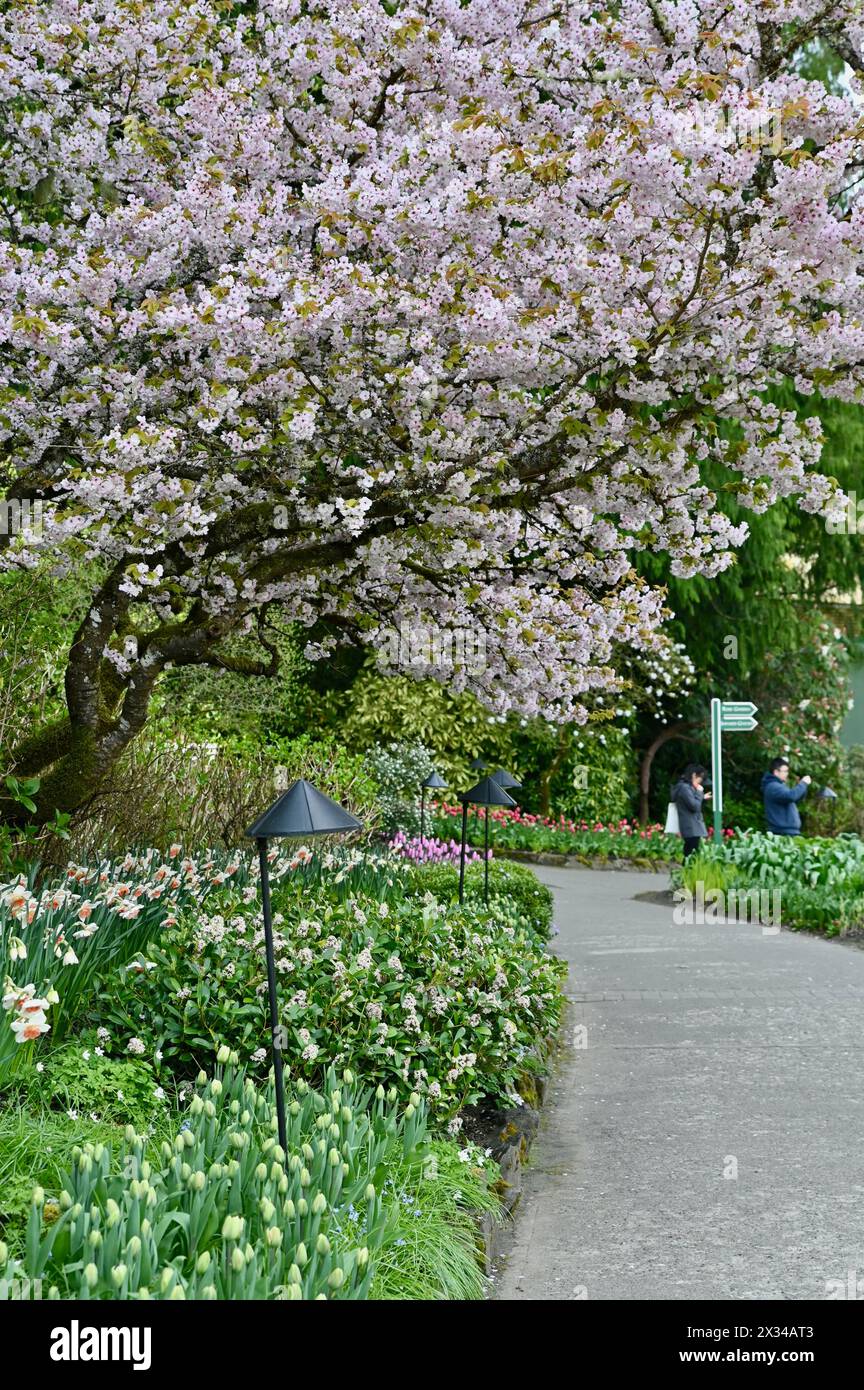 Spring flowers blooming in mass plantings in lovely park setting Stock Photo - Alamy