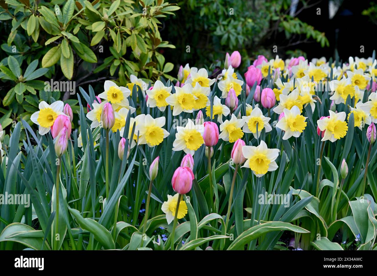 Spring flowers blooming in mass plantings in lovely park setting Stock Photo - Alamy
