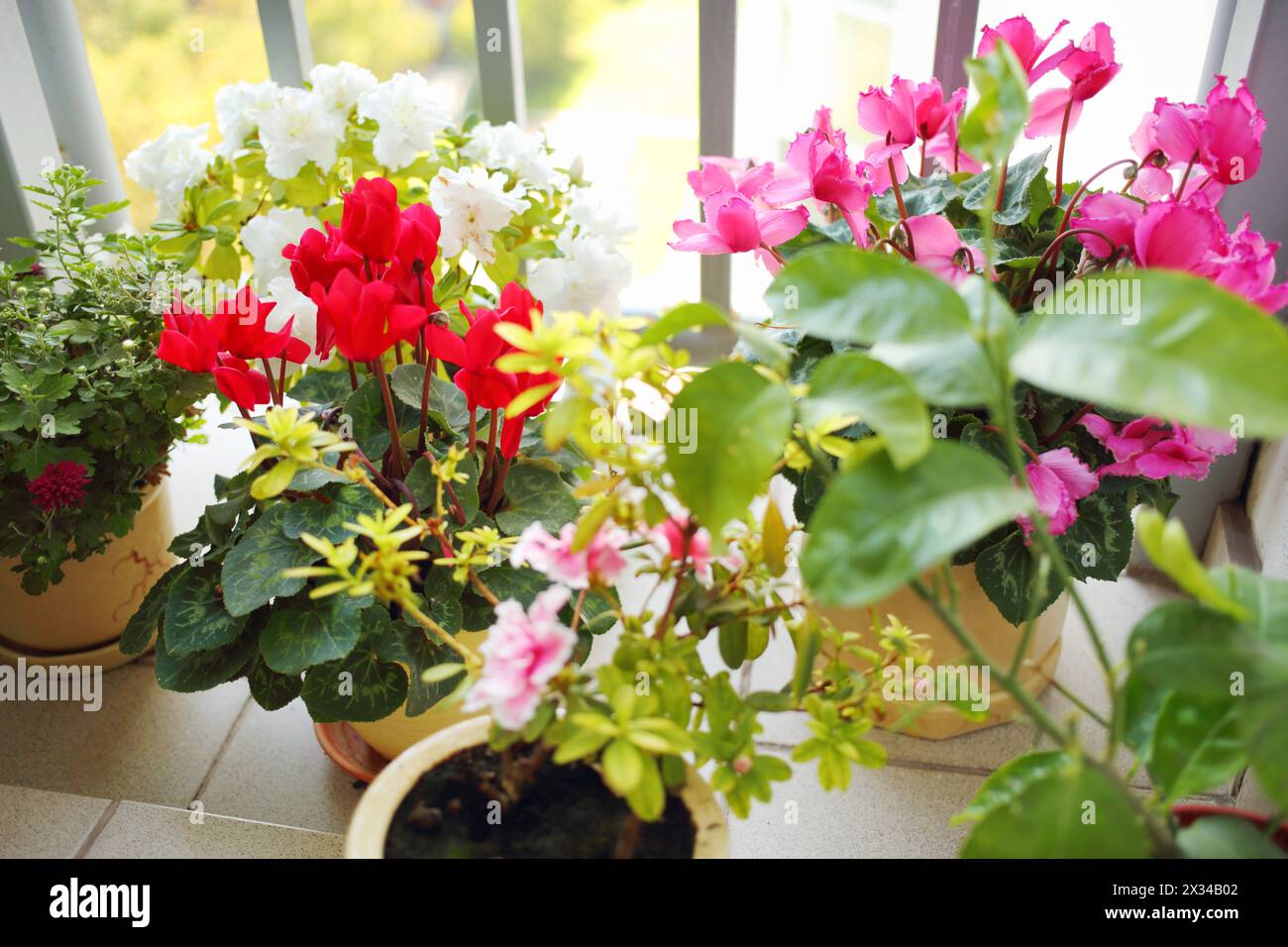 Different beautiful violets in pots on balcony at sunny day at home ...
