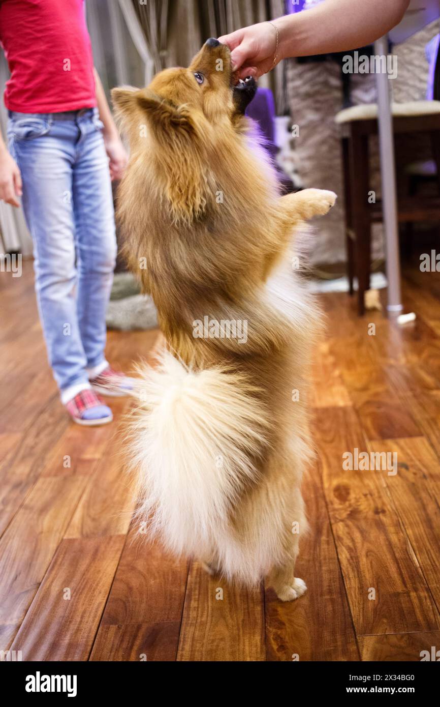 red pomeranian standing on hind legs to get to the goodies in hostess ...