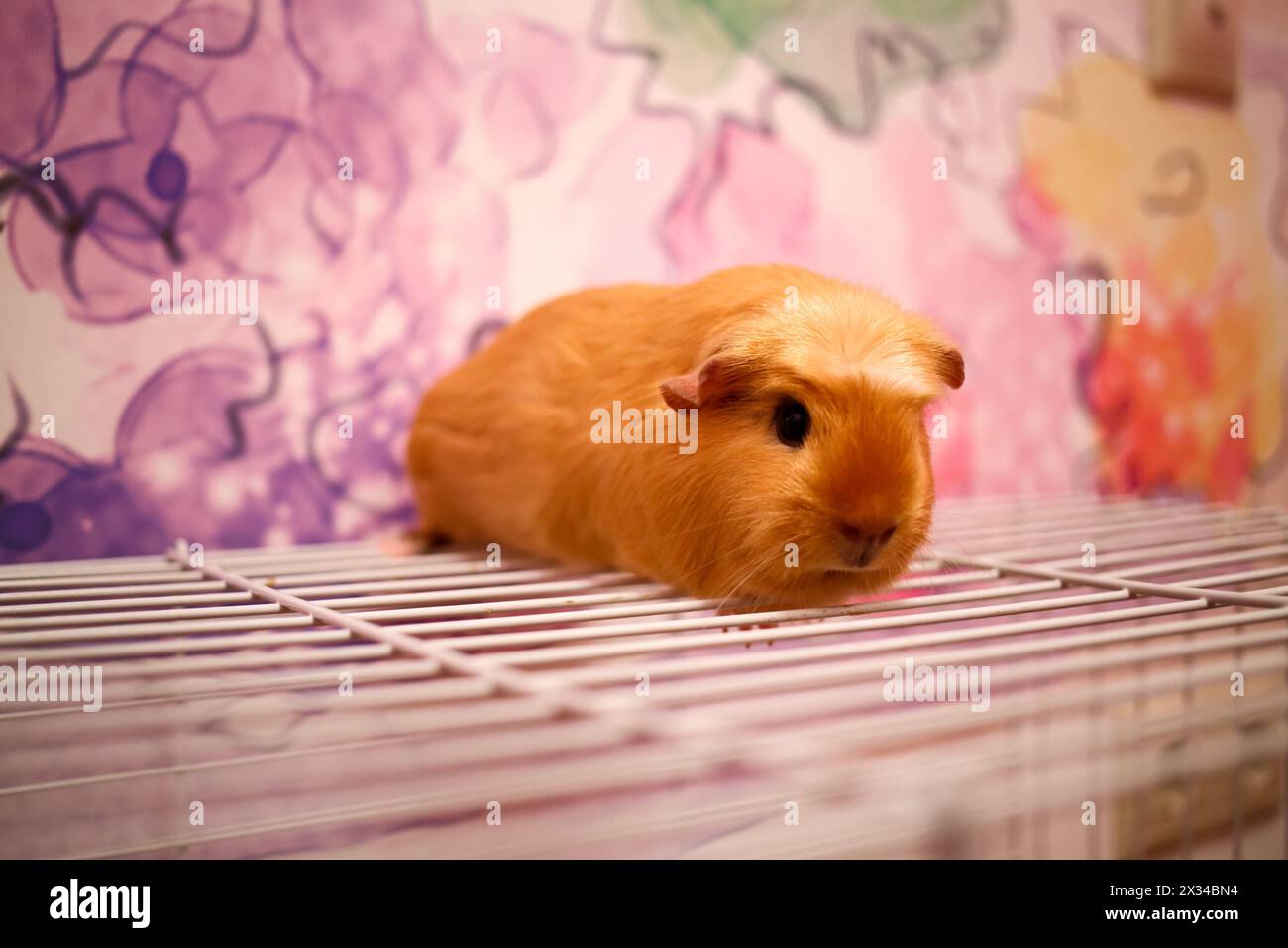 haired guinea pig sitting on the roof of its cell Stock Photo - Alamy