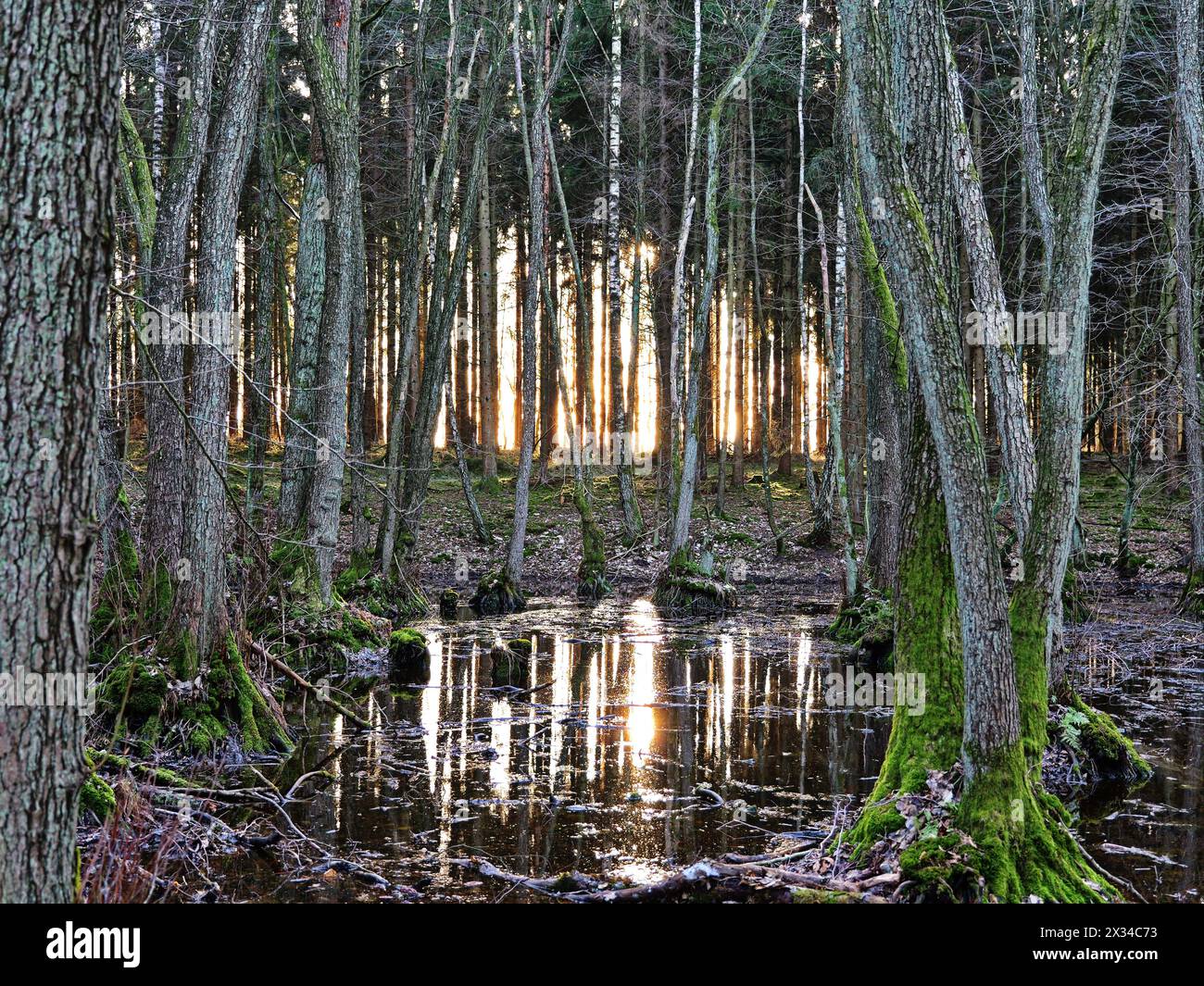Forest areas with reflections in water surfaces of marshes in the ...