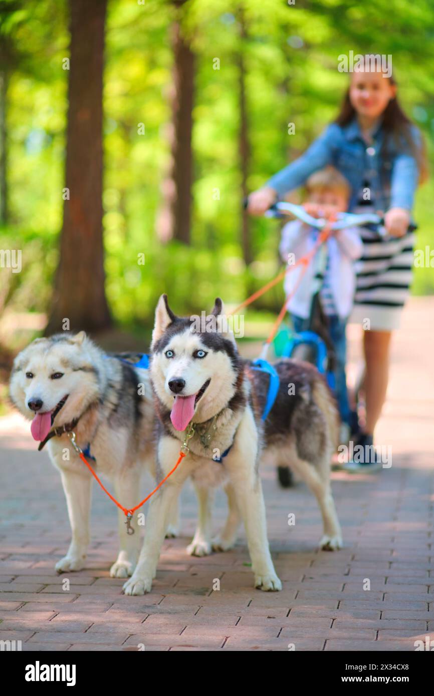 Girl and little boy riding on scooter in team of two dogs in park ...
