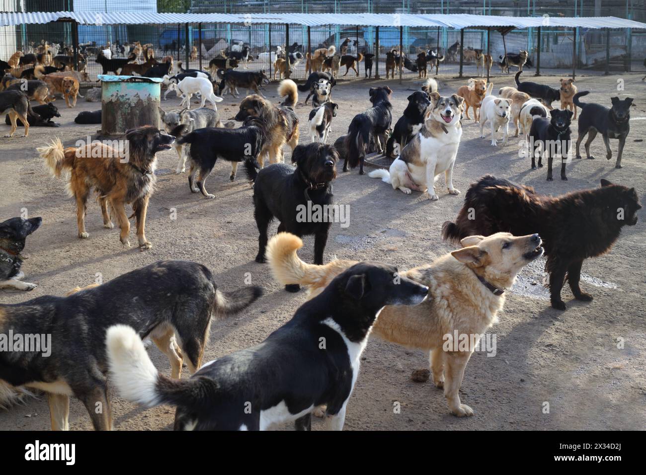 Many stray dogs bark in hi-res stock photography and images - Alamy