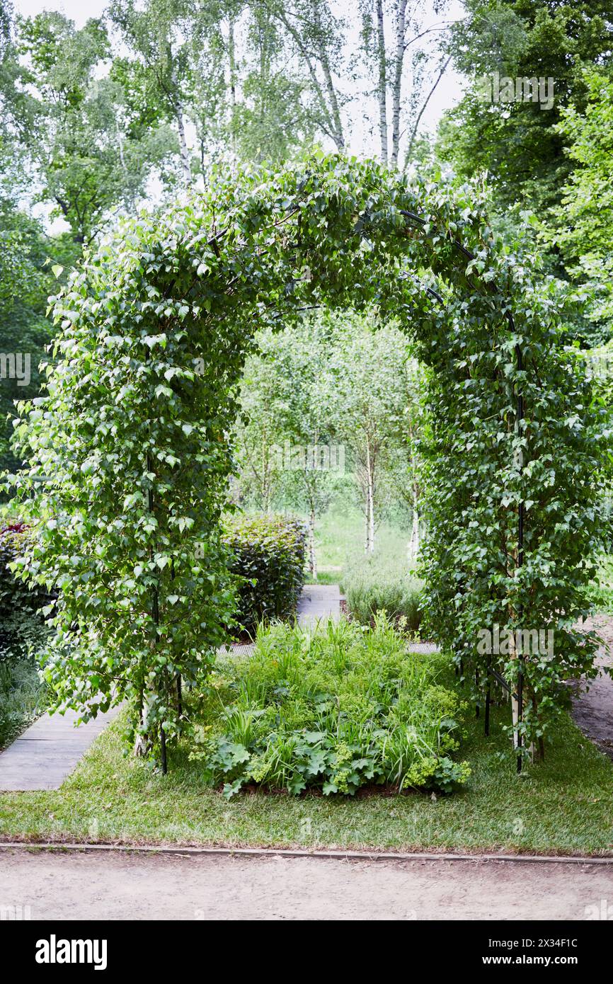Arc made of live trunks and branches with leaves of bended young ...