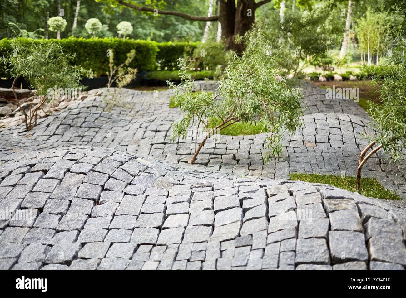 Young trees growing through granite waving pavement in park Stock Photo ...