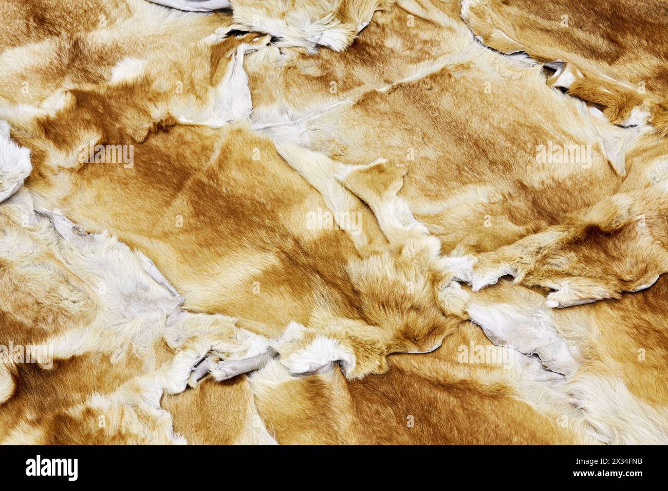 Mass of extended fox skins lies on the floor Stock Photo - Alamy