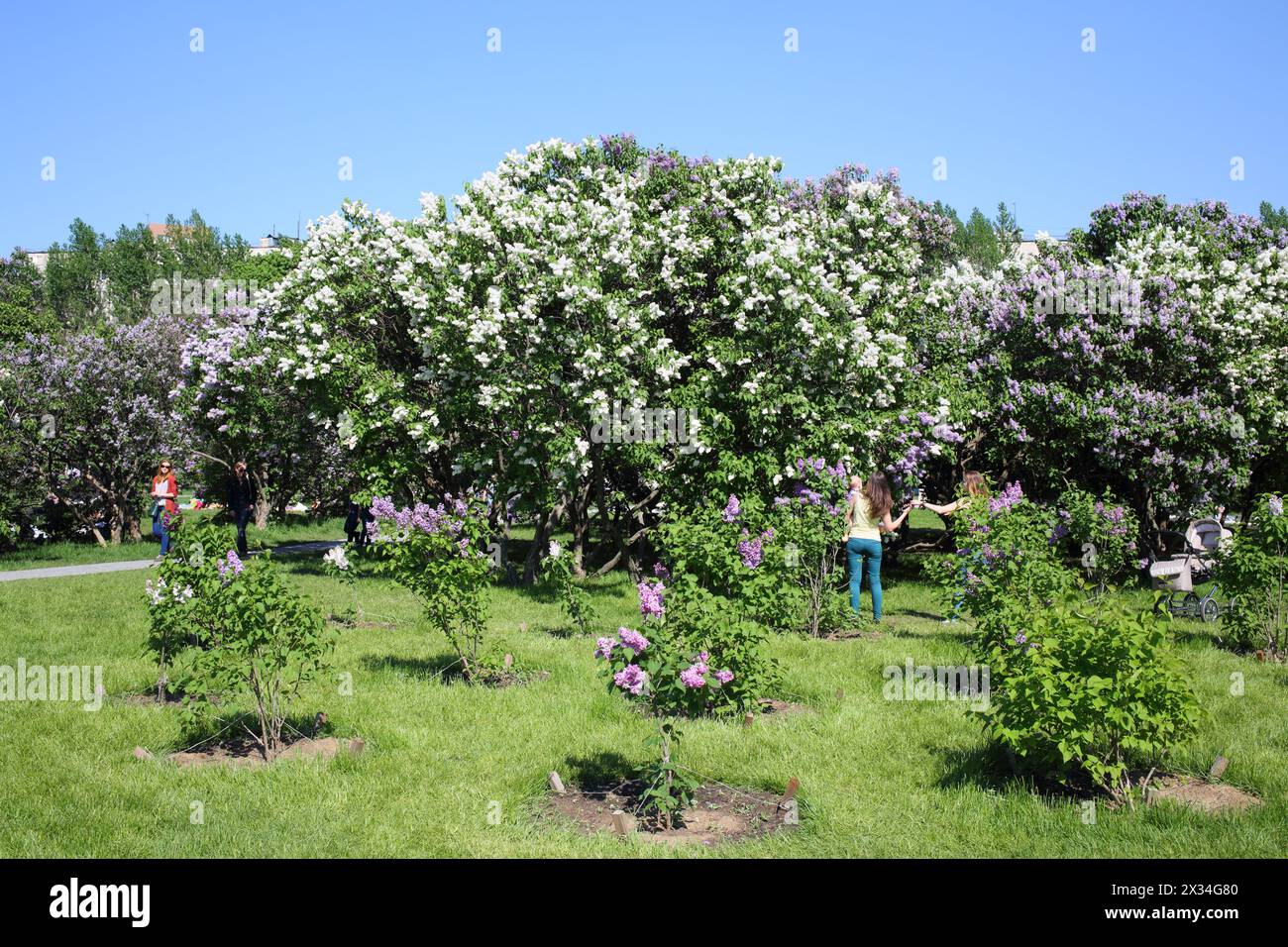 MOSCOW - MAY 25, 2015: Lilac garden with flowering shrubs in Moscow ...