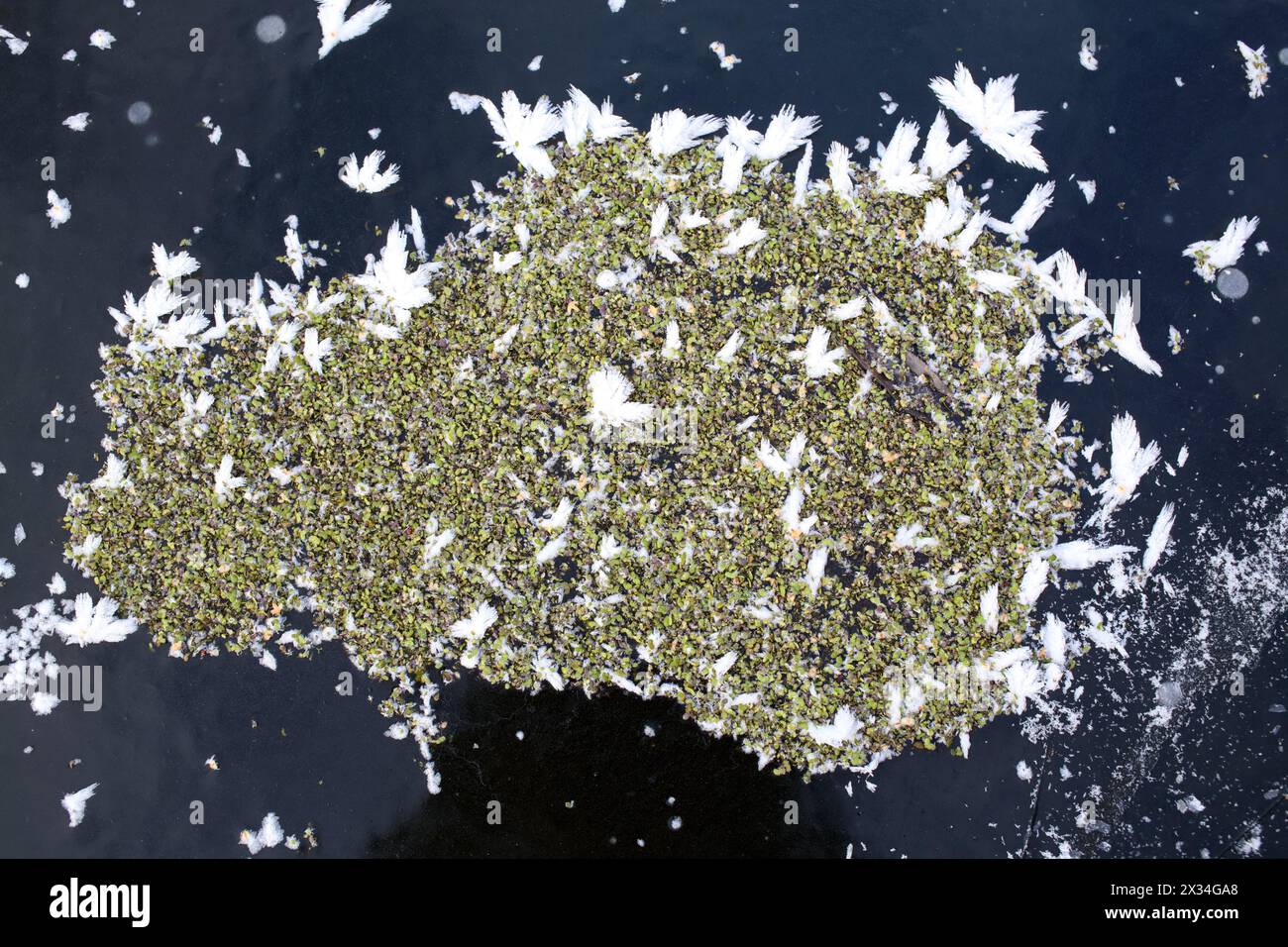 Cold ice algae hi-res stock photography and images - Alamy
