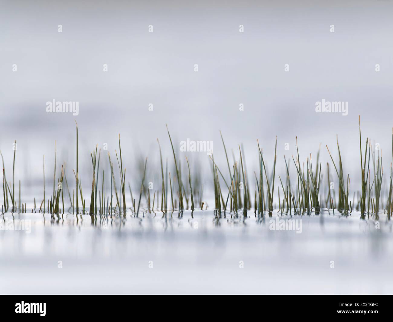 Grass in water hi-res stock photography and images - Alamy