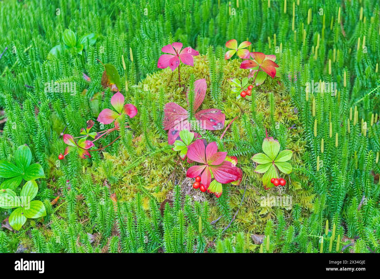 Colorful Growth in the Heart of the Boreal Forest in Grass Rover ...