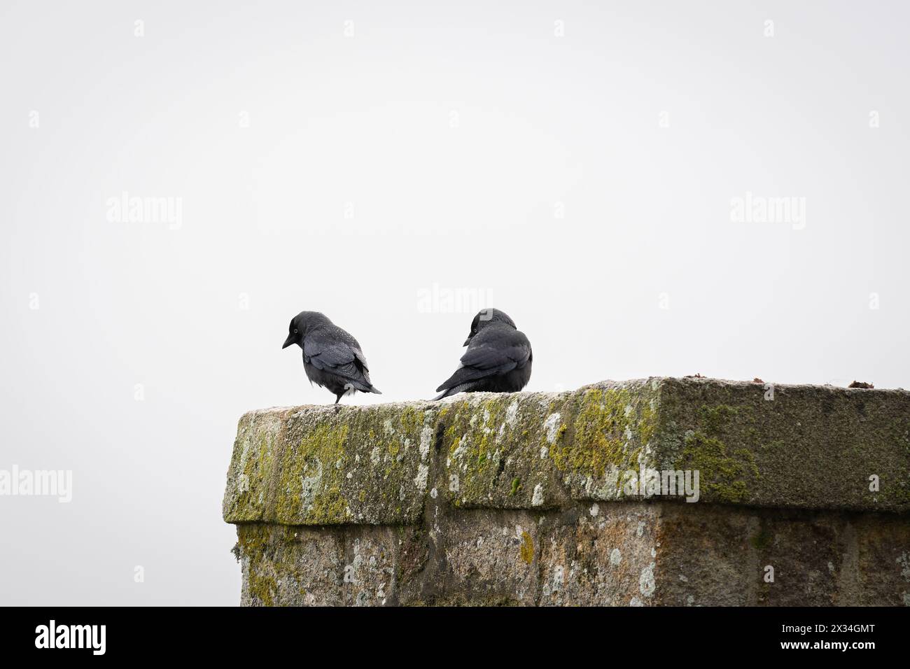 Pair of Jackdaw sitting on chimney. Western Jackdaw (Corvus monedula ...