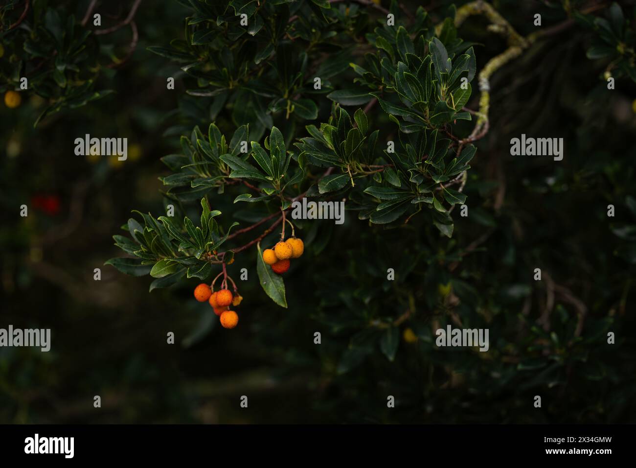 Madrone tree hi-res stock photography and images - Alamy