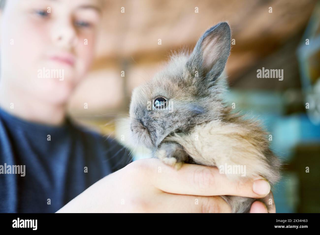 Teenage boy holds little grey shaggy rabbit in hands, focus on rabbit ...