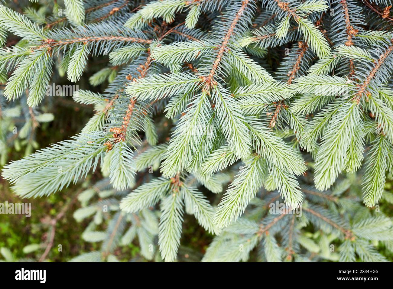 Branches young spruce shoots hi-res stock photography and images - Alamy