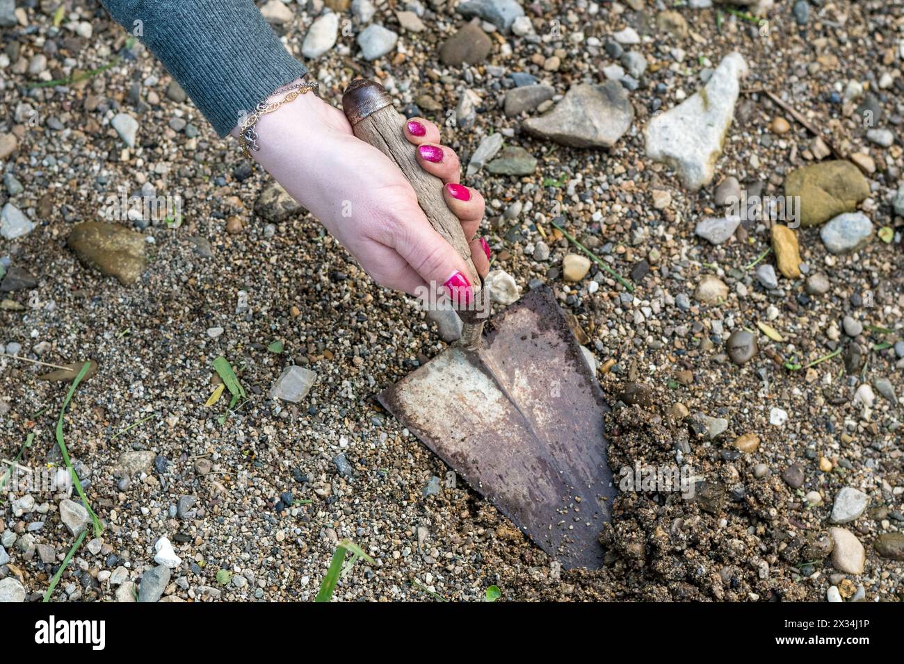 Dirty woman's hand working in the vegetable garden with a trowel. Well ...