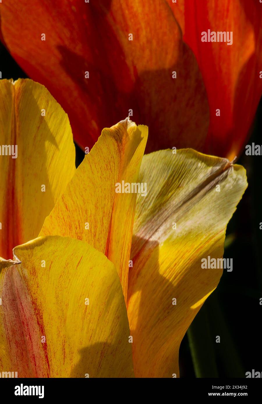 A beautiful colorful Spring Tulip Stock Photo - Alamy