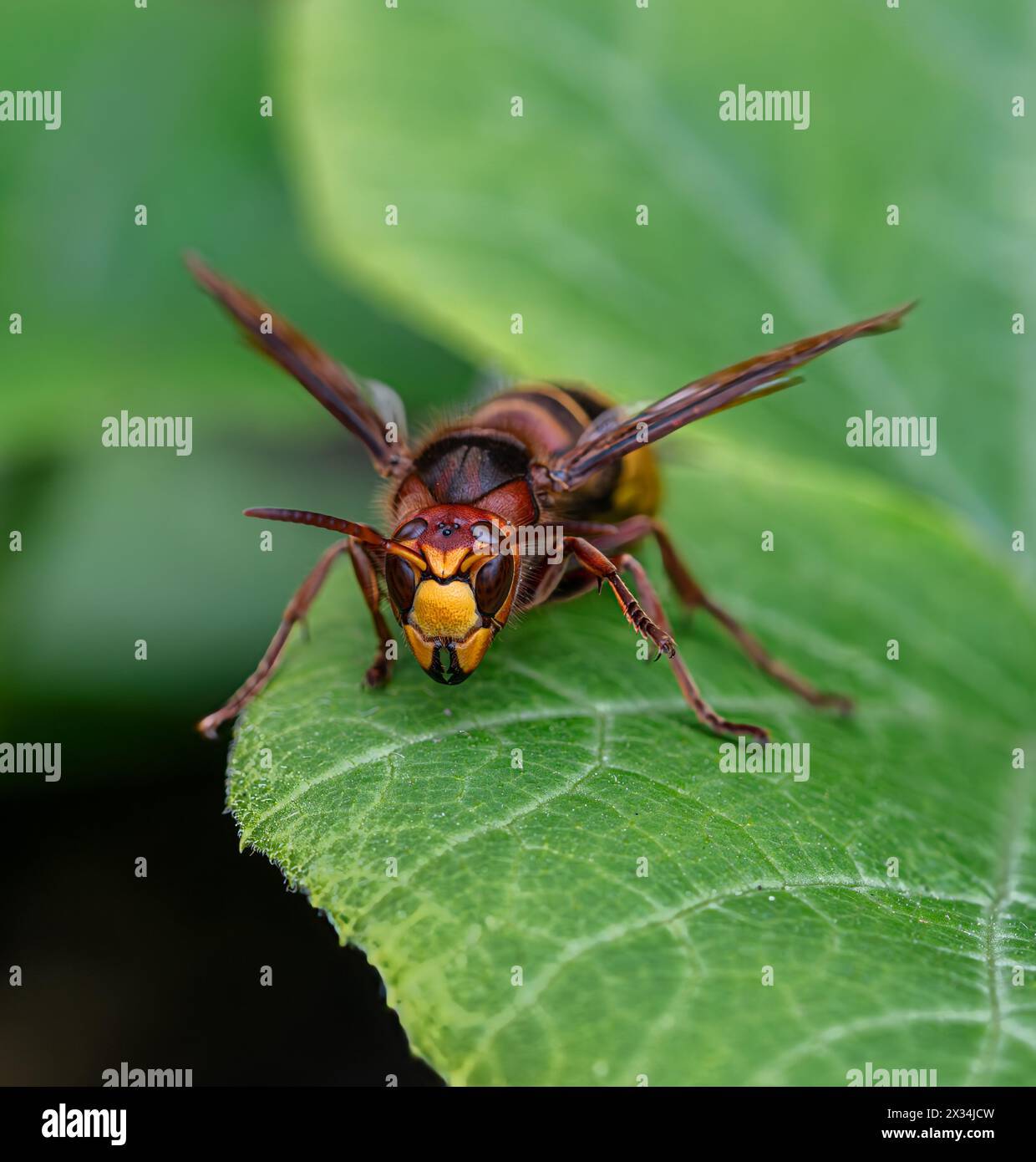 Macro en face low angel view of giant hornet (Vespa crabro), horizontal ...