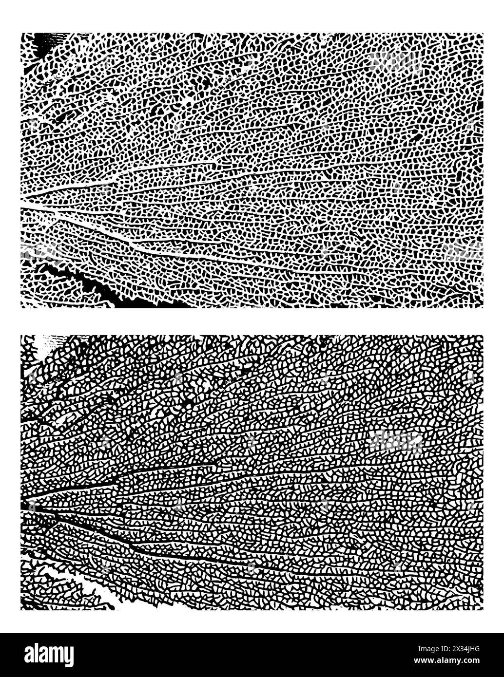Skeleton leaf background. Not AI. Vector illustration Stock Vector ...