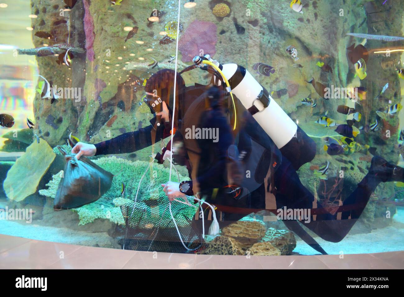 MOSCOW - DEC 05, 2014 Diver inside the aquarium in the shopping and ...