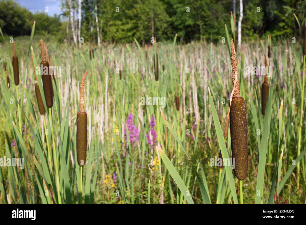 Thickets of reed mace and flower willow-herb Stock Photo - Alamy