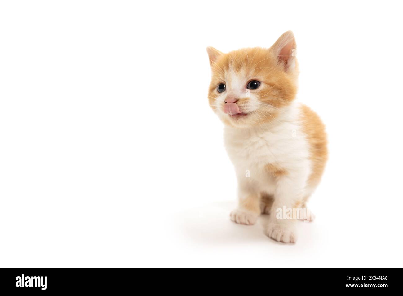 Cute baby yellowand white kitten licking its nose white standing ...