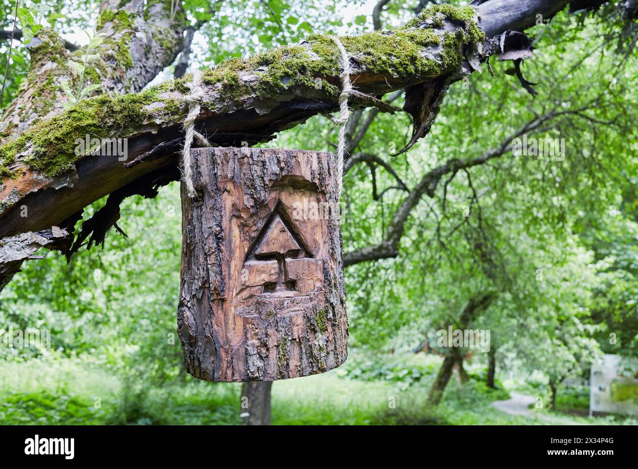 Beehive made of tree log hanging on rope on mossy branch in forest ...