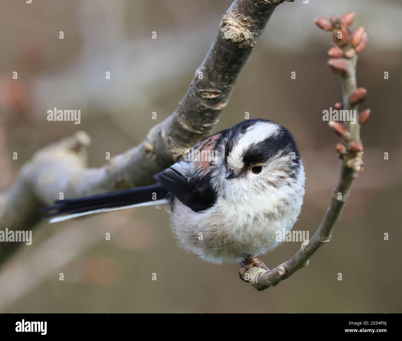 A Long Tailed Tit (Aegithalos caudatus) hanging on a thin Oak Tree ...