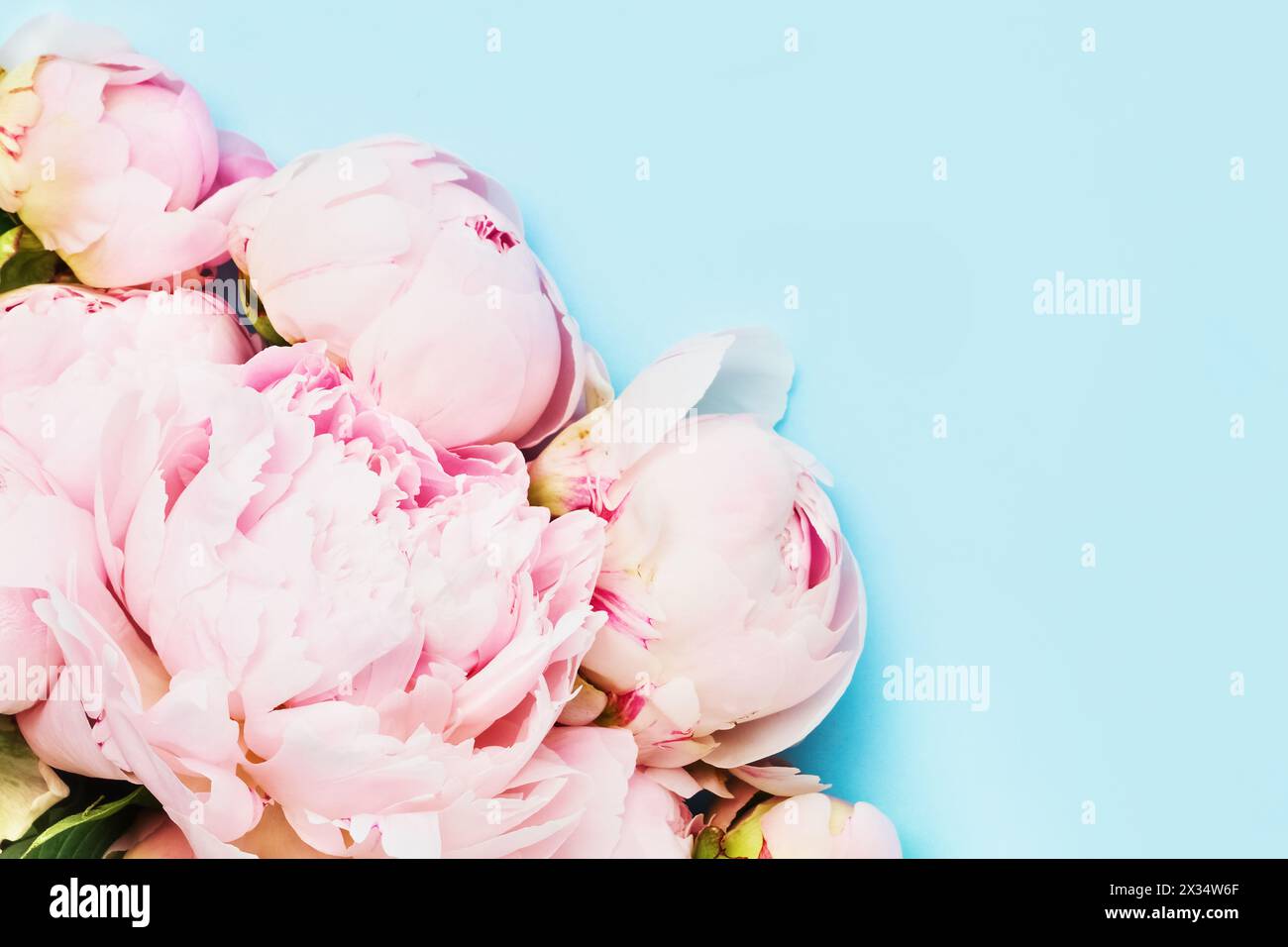 Bouquet of pink peonies on light blue background. Greeting card Stock ...