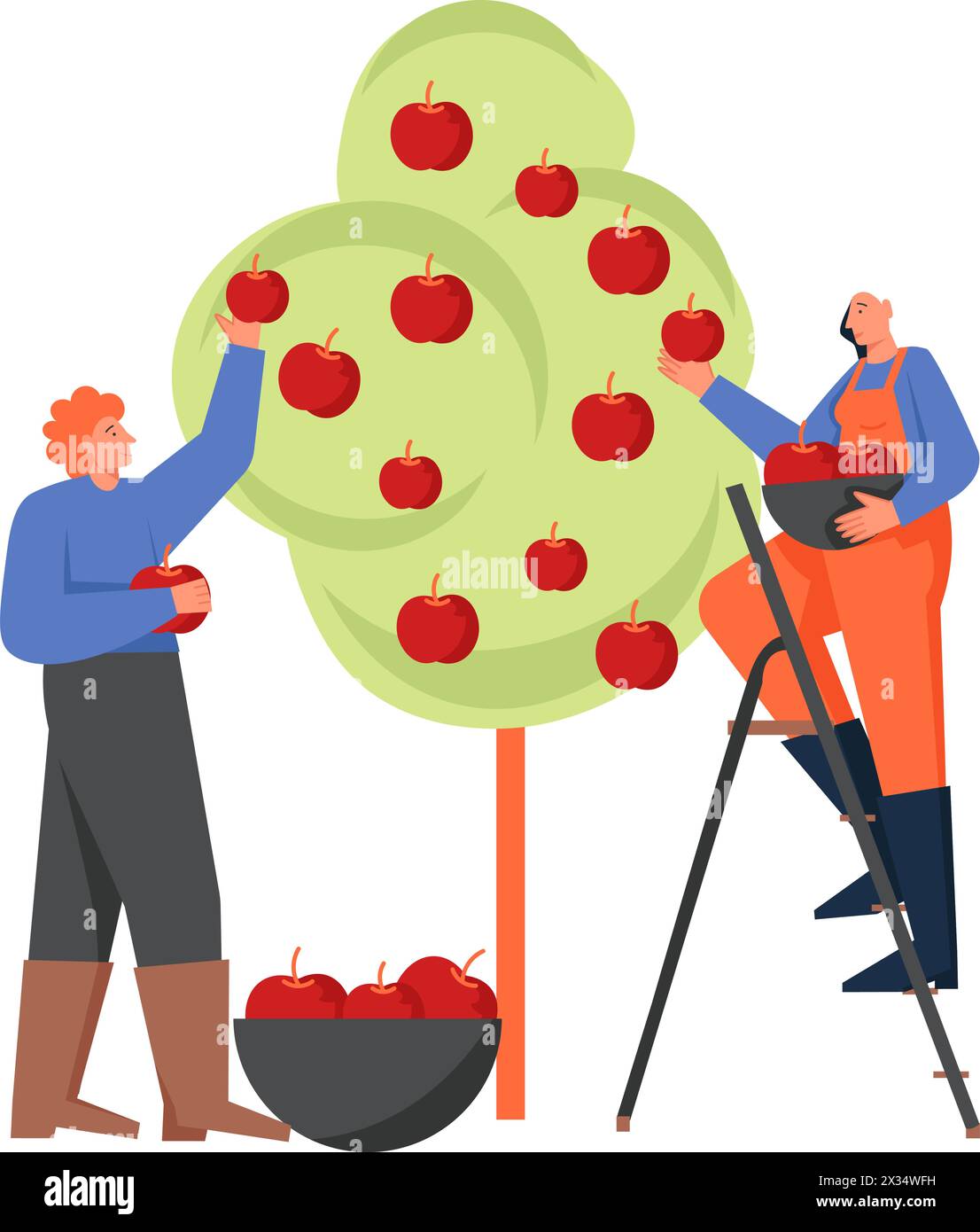 Gardeners man and woman picking apples from apple tree. Vector flat ...