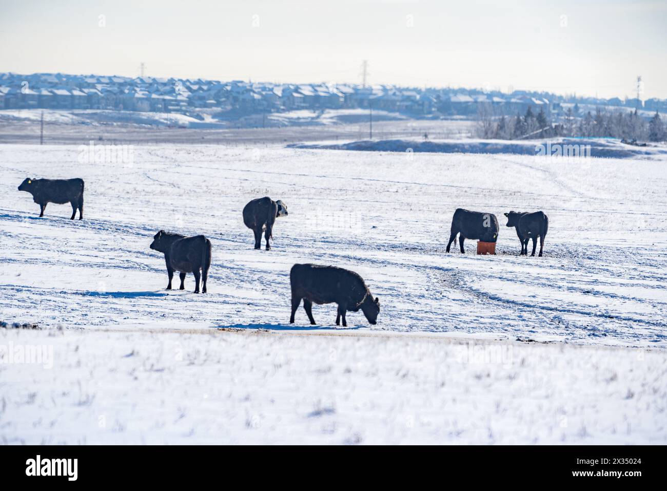 Calgary annexation hi-res stock photography and images - Alamy