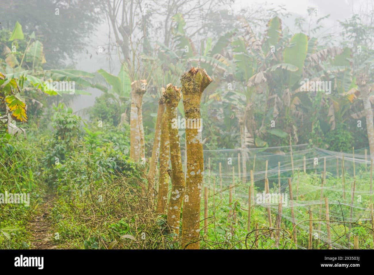 Rainforest clearance deforestation hi-res stock photography and images - Alamy