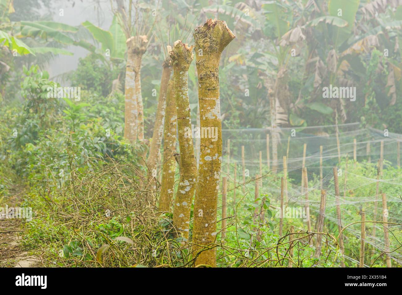 Rainforest clearance deforestation hi-res stock photography and images ...