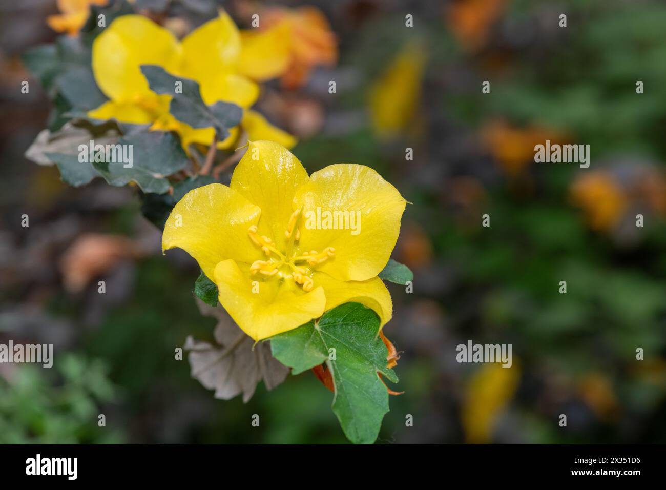 Close up of a flower on a flannel bush (fremontodendron californicum ...