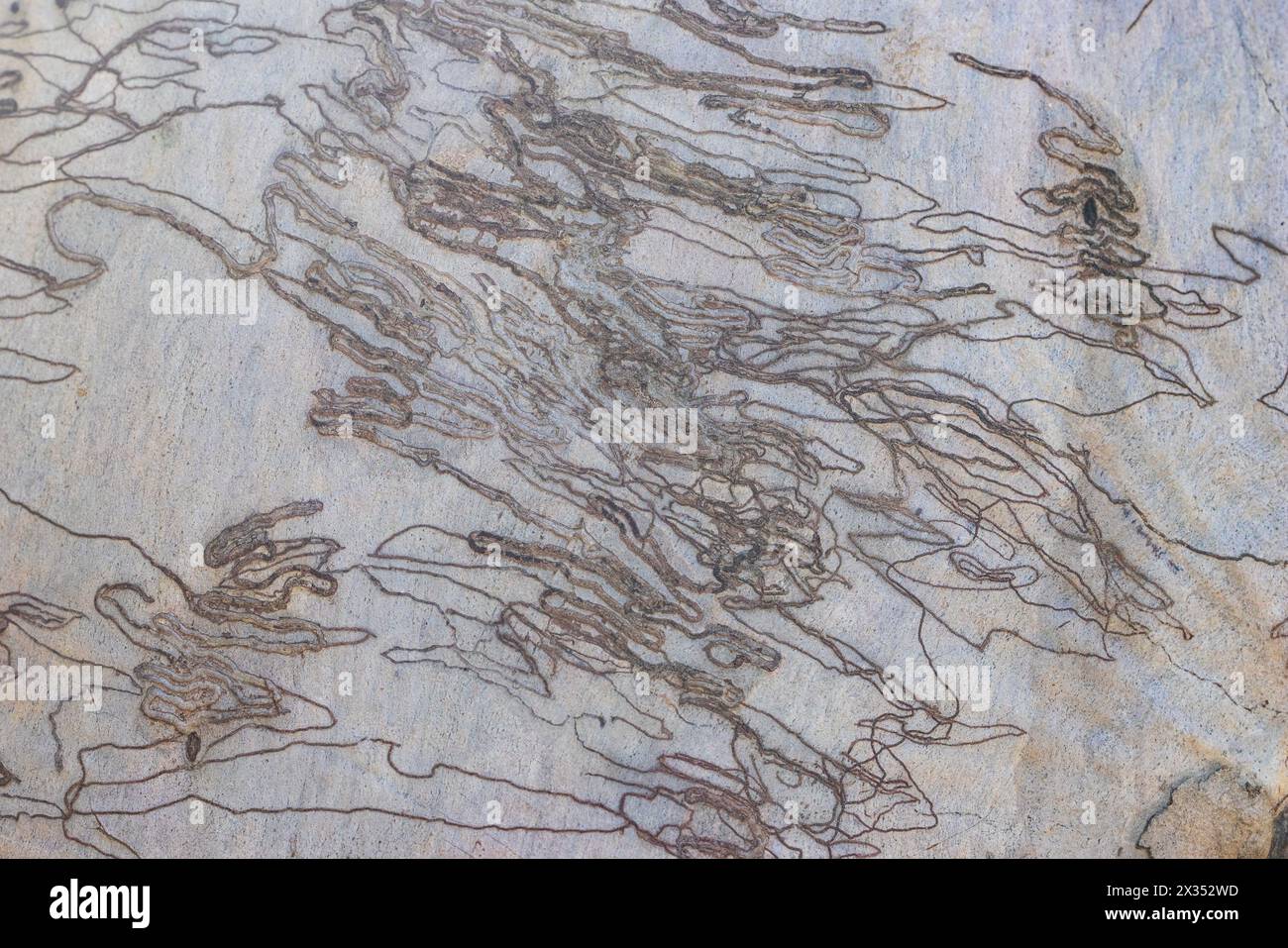 Bark of the Australian Scribbly Gum Tree showing scaring caused by the ...