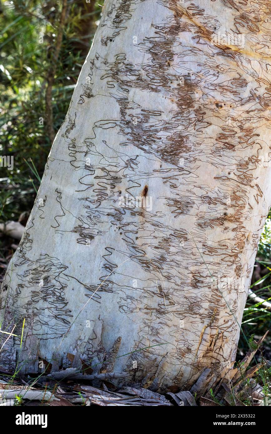 Bark of the Australian Scribbly Gum Tree showing scaring caused by the ...