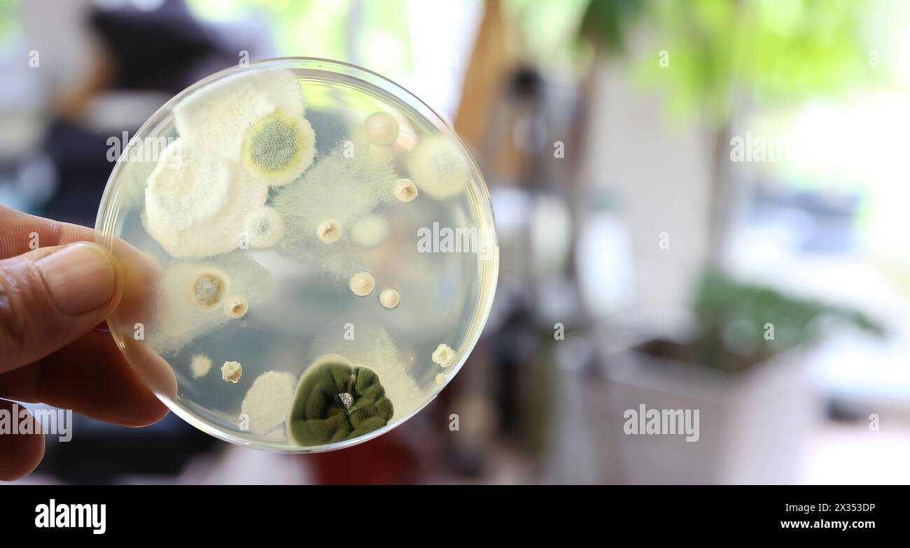 Mould test petri dish agar plate culture medium with spore colonies for ...