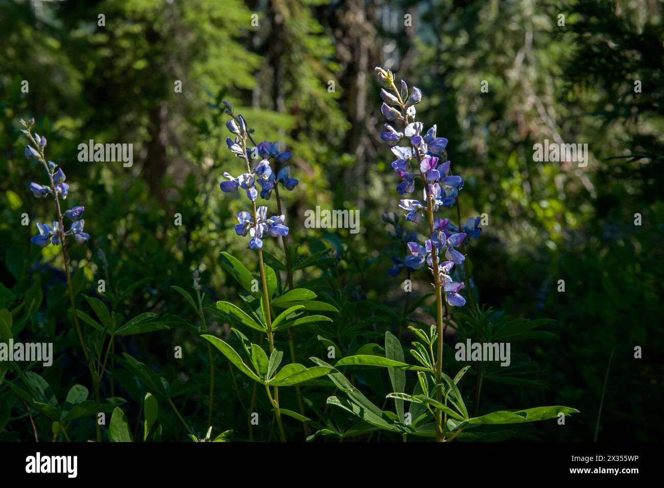 Lupines in the Oregon Cascades Stock Photo - Alamy