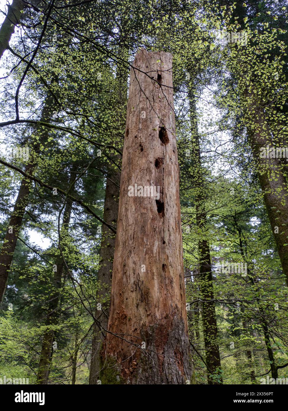 Black woodpecker signs on trees in Risnjak National Park, Croatia Stock ...