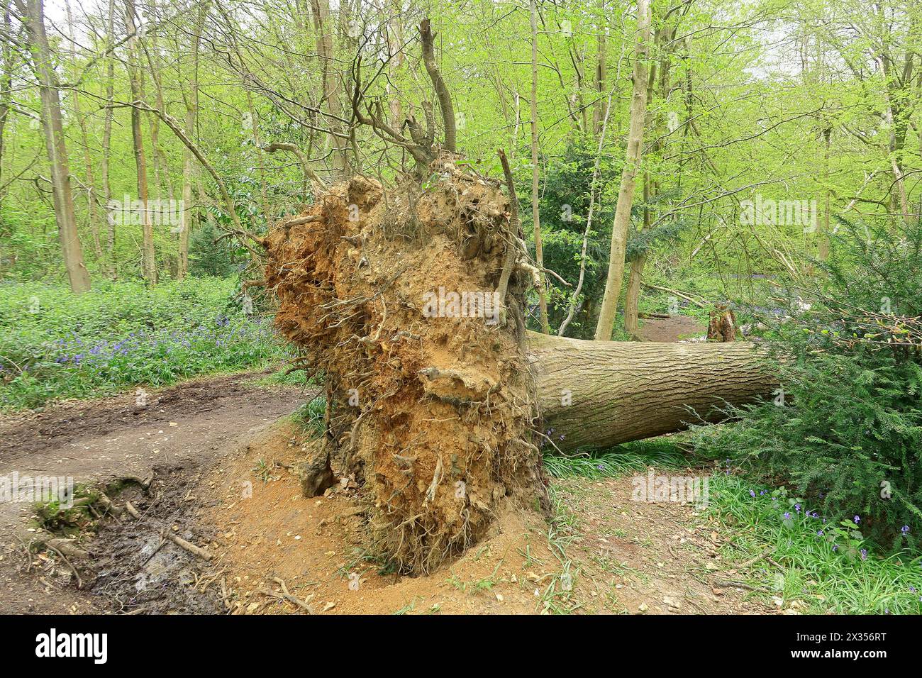 Large exposed roots of a fallen Ash tree in Trosley woods Stock Photo ...