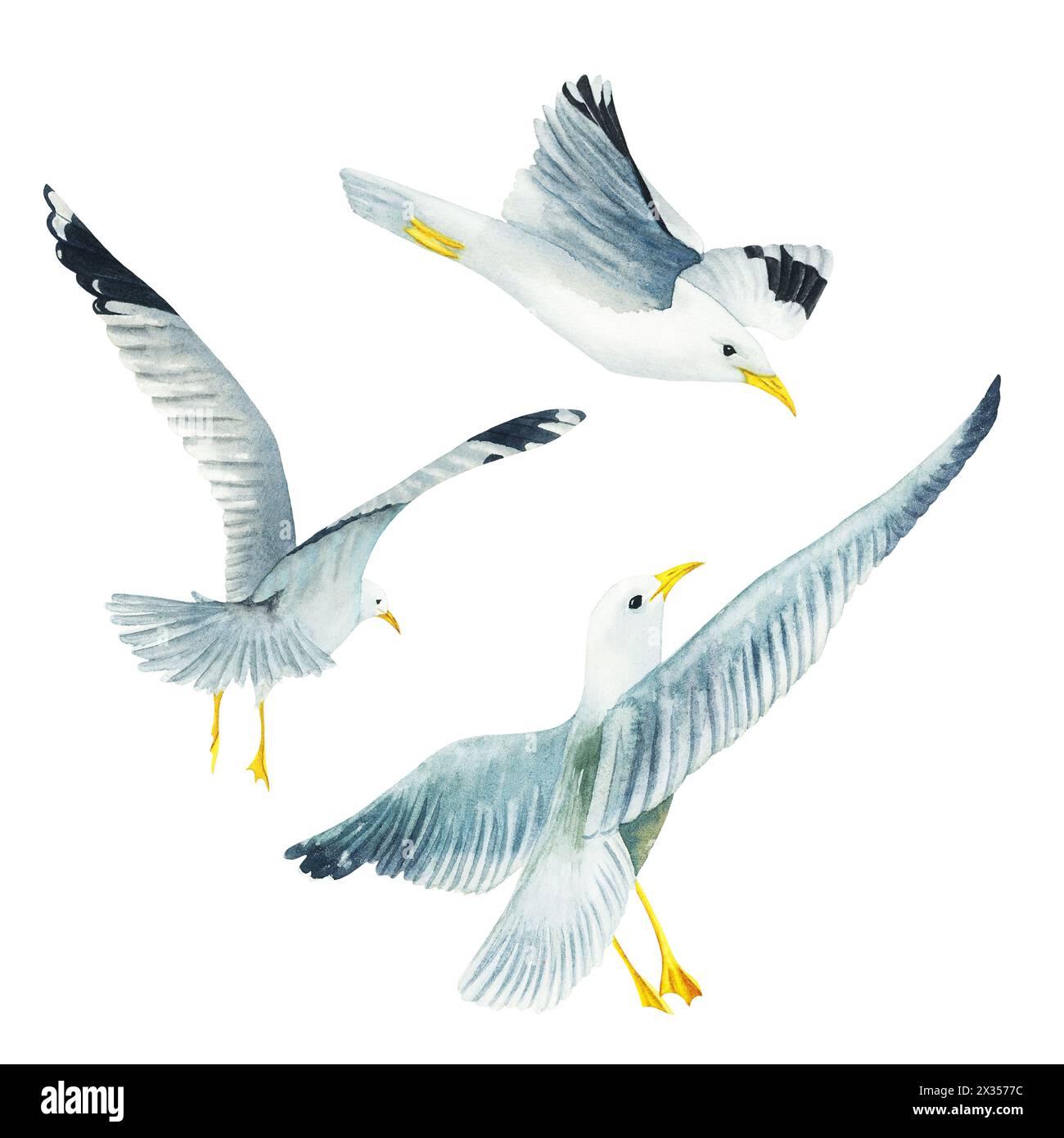 Set of flying in the sky seagulls in watercolor isolated on white ...