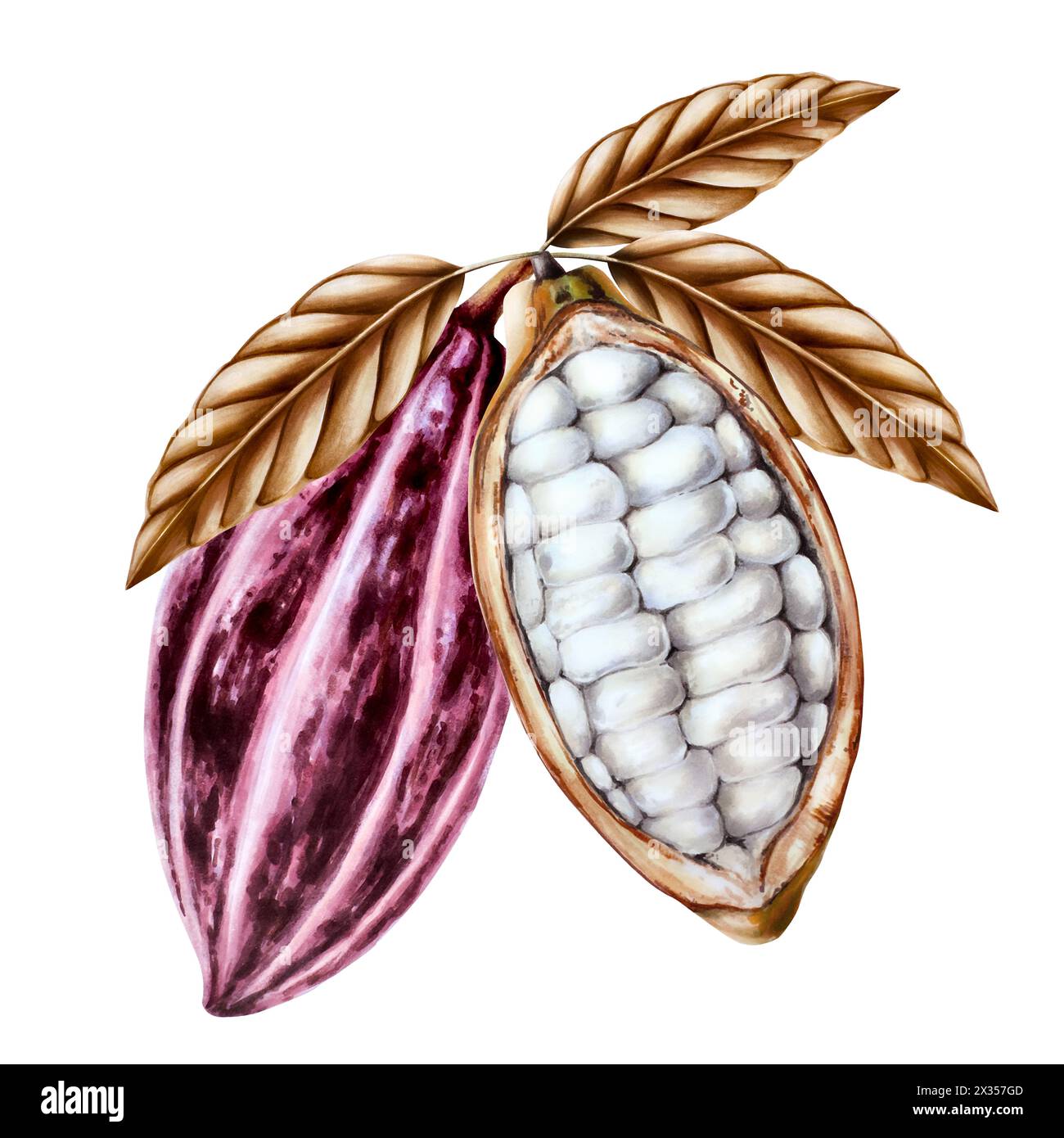 Watercolor composition with open cocoa pod, fruits and dry leaves. Hand ...