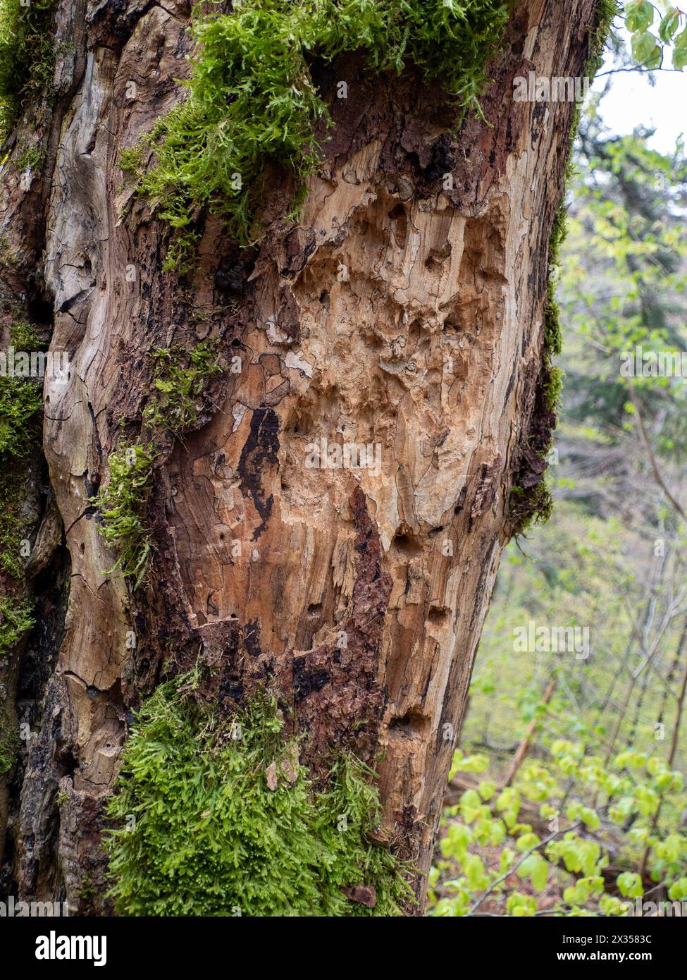 Black woodpecker signs on trees in Risnjak National Park, Croatia Stock ...