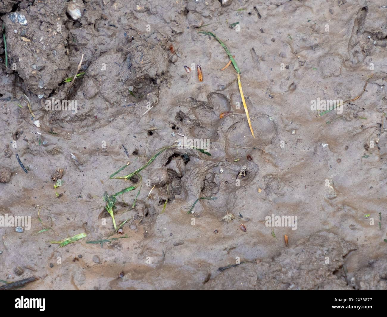 Badger Footprints, Risnjak National Park, Croatia Stock Photo - Alamy