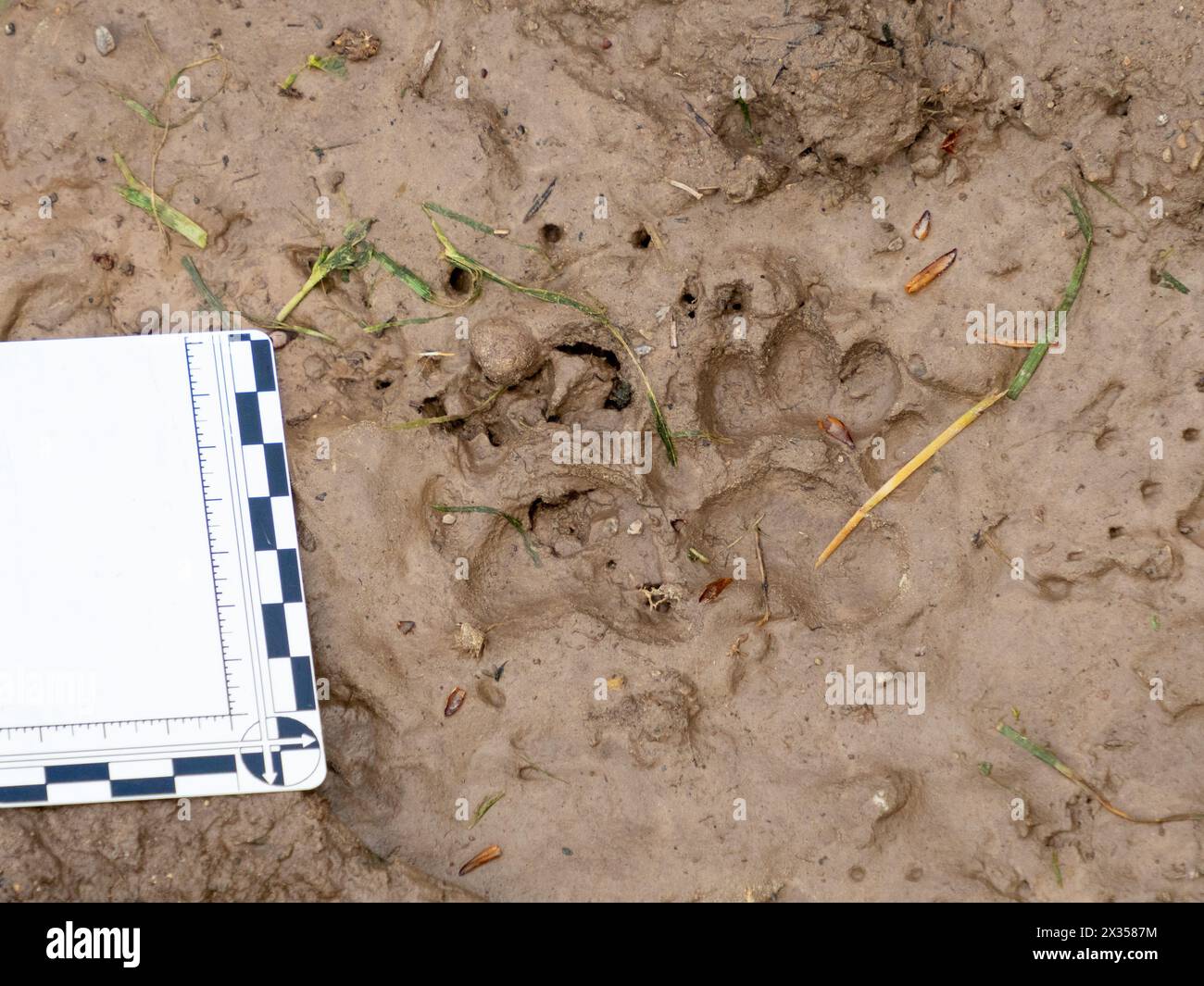 Badger footprints hi-res stock photography and images - Alamy