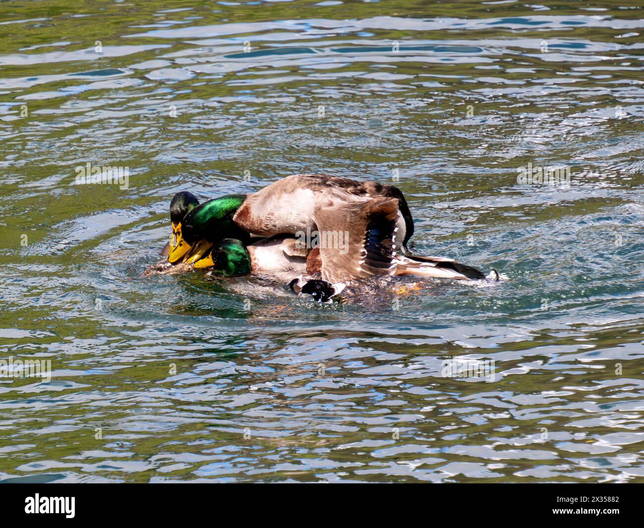 Ducks mating in Bela Vodica, Risnjak National Park, Croatia Stock Photo ...