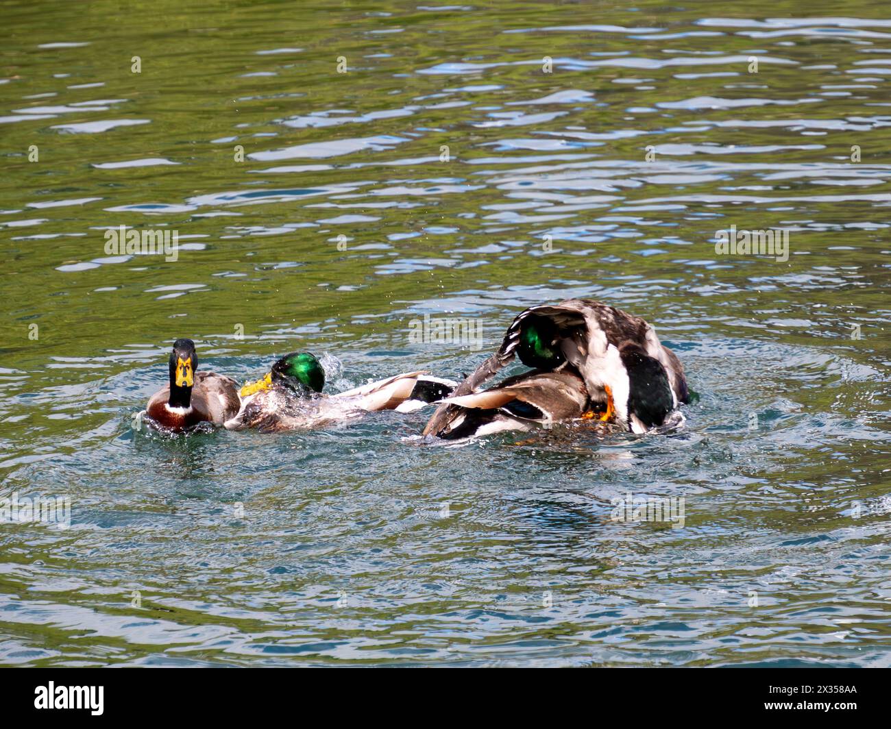 Ducks mating in Bela Vodica, Risnjak National Park, Croatia Stock Photo ...