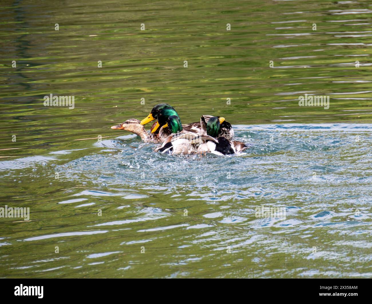 Ducks mating in Bela Vodica, Risnjak National Park, Croatia Stock Photo ...