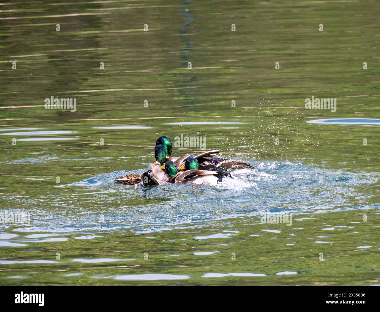 Ducks mating in Bela Vodica, Risnjak National Park, Croatia Stock Photo ...
